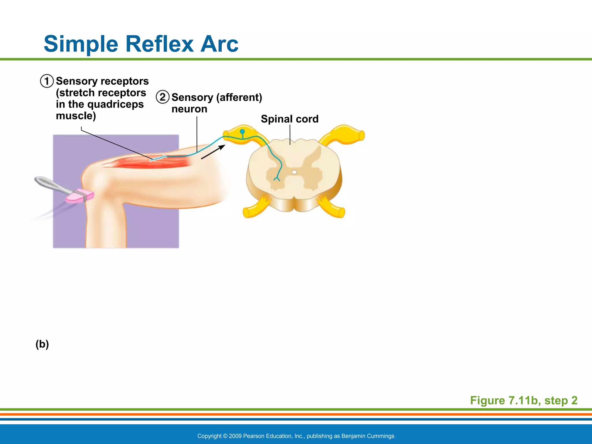 Ch7bppt nerve impulses and reflexes | PPT