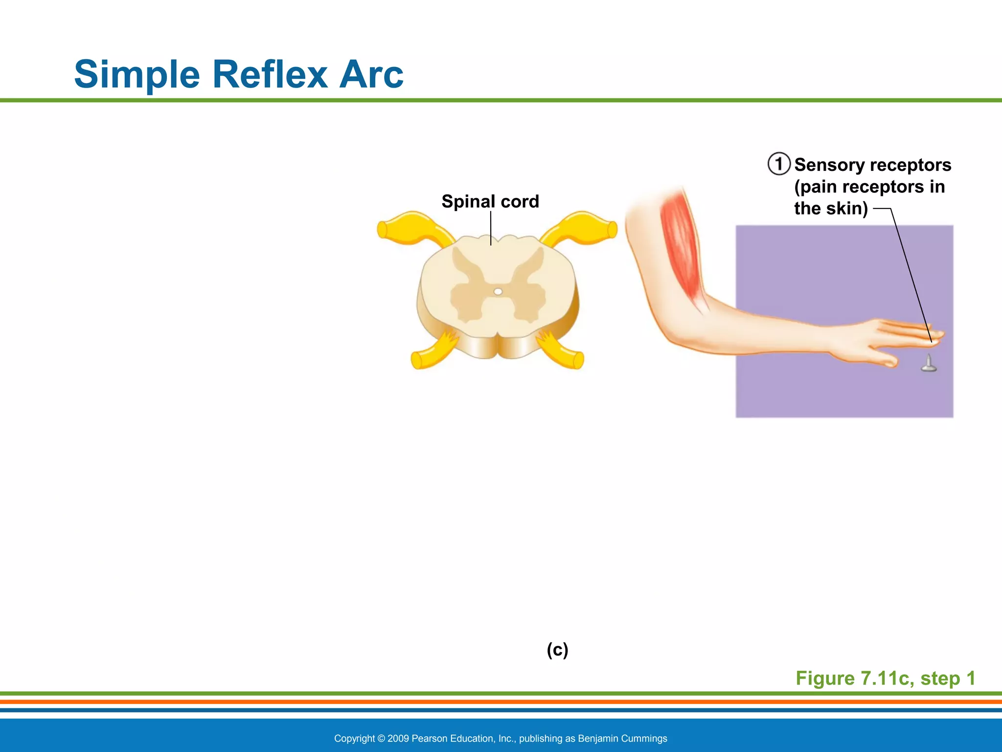 Ch7bppt nerve impulses and reflexes | PPT