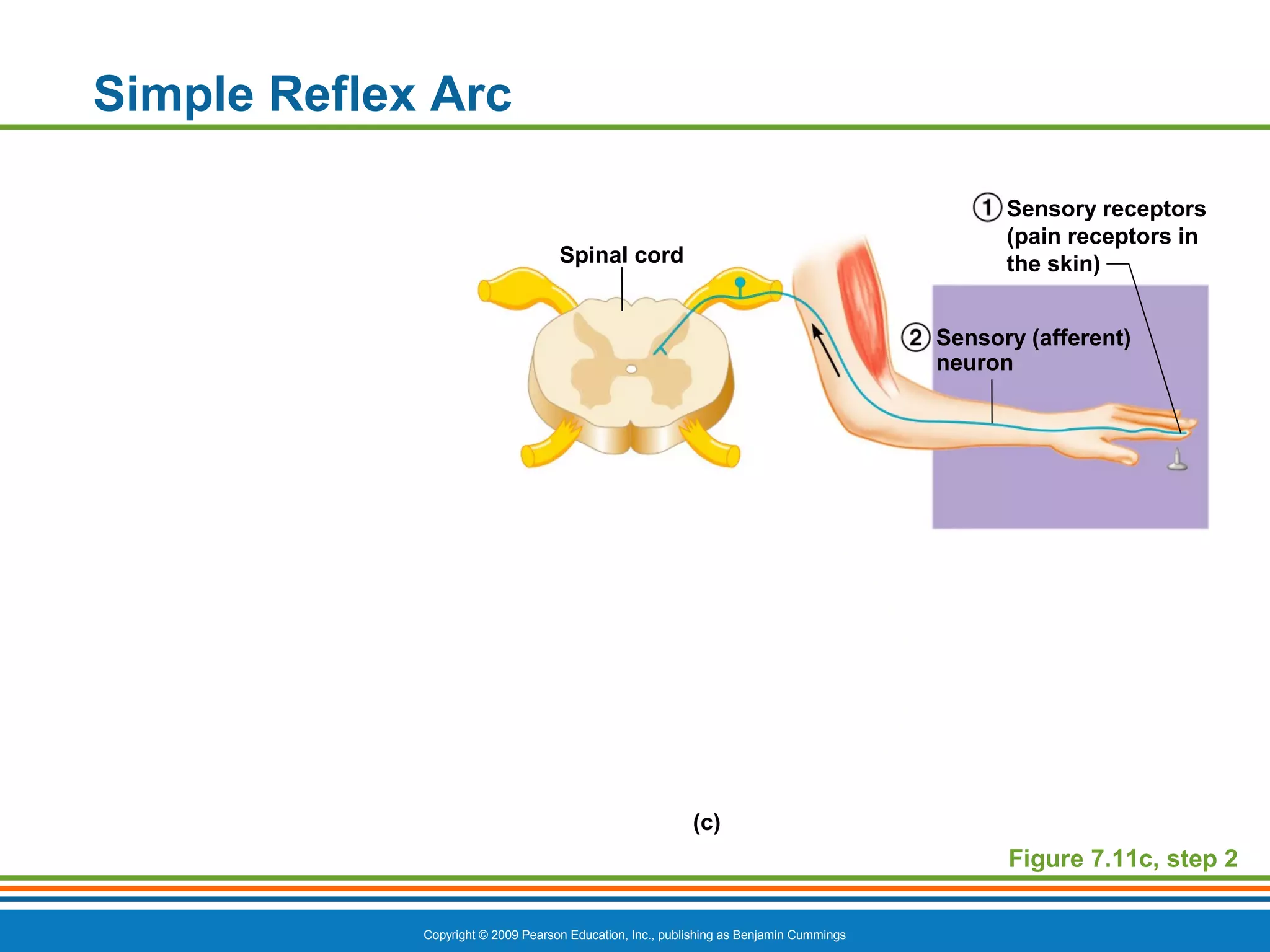 Ch7bppt nerve impulses and reflexes | PPT