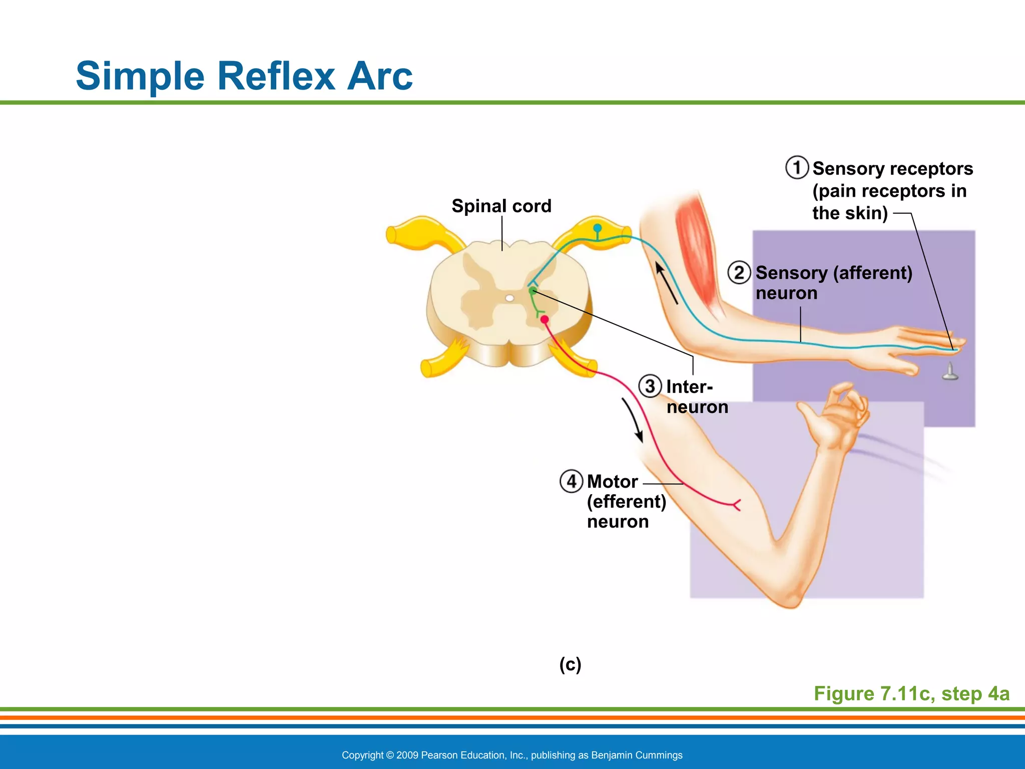Ch7bppt nerve impulses and reflexes | PPT
