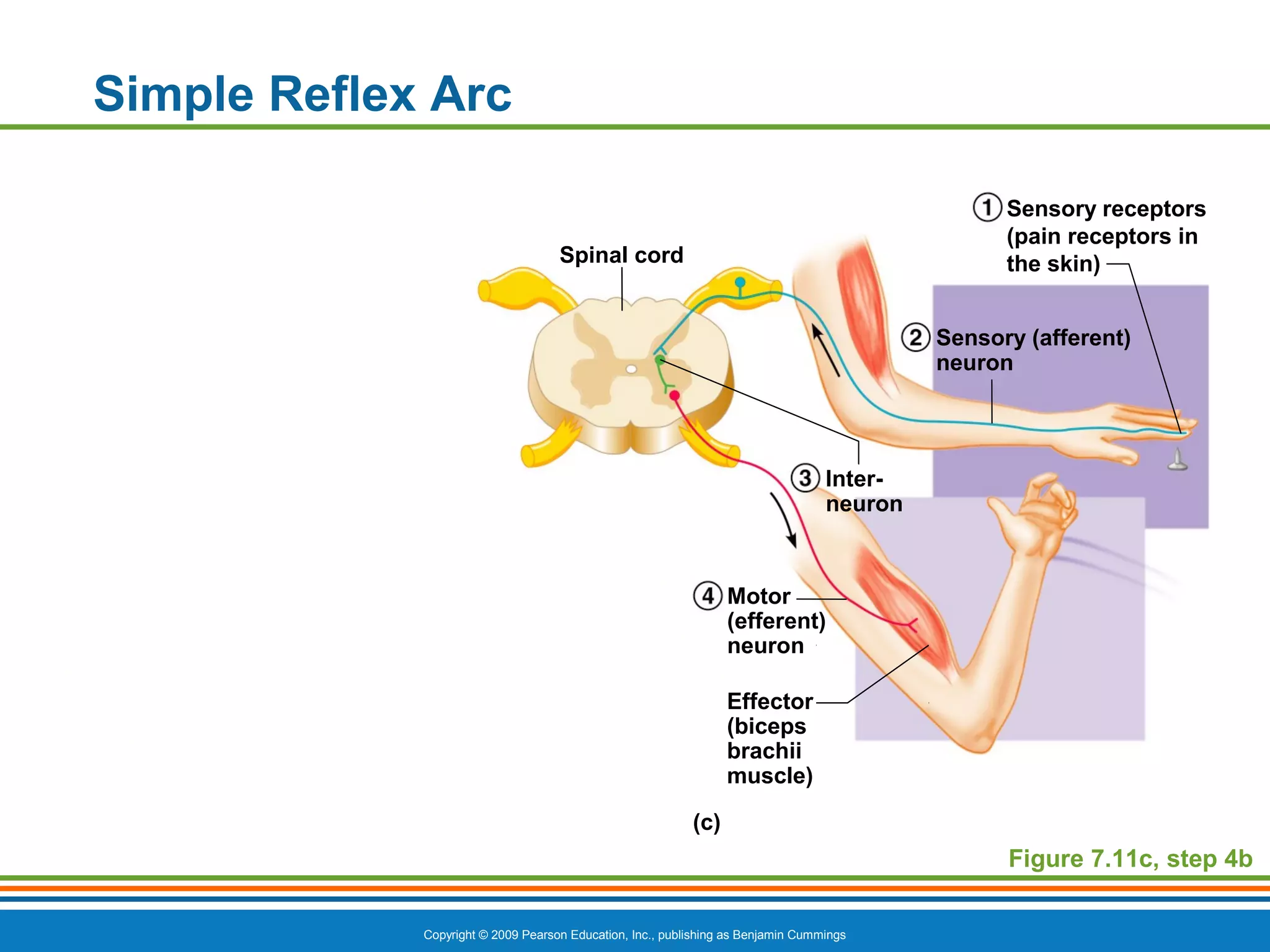 Ch7bppt nerve impulses and reflexes | PPT