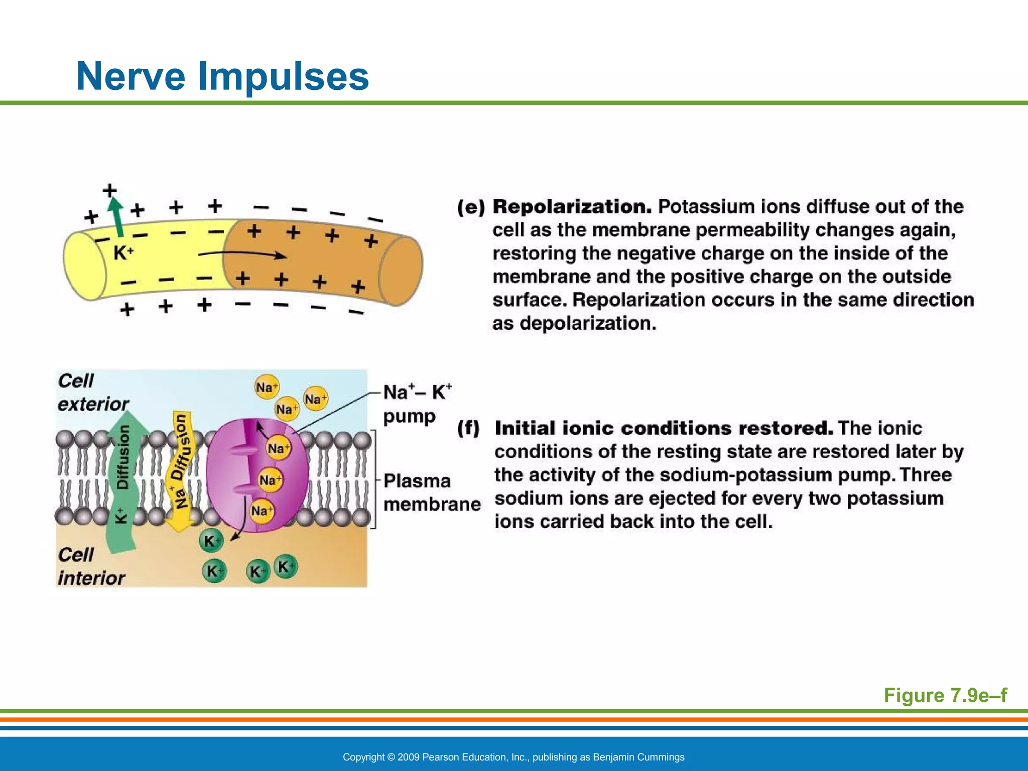 Ch7bppt nerve impulses and reflexes | PPT
