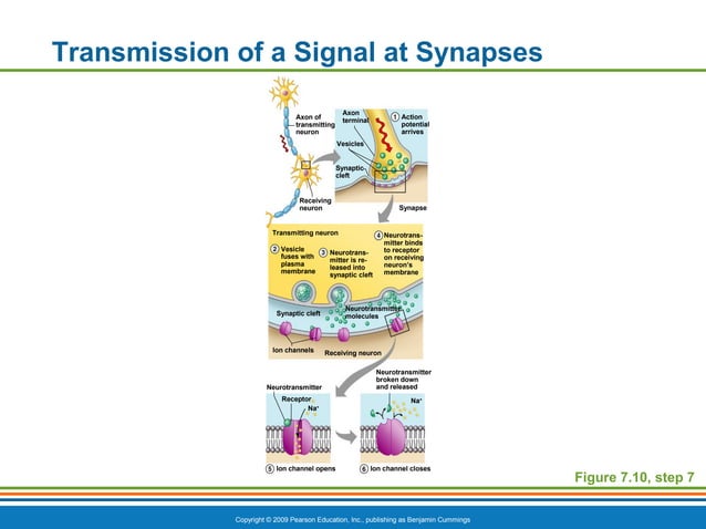 Ch7bppt nerve impulses and reflexes | PPT