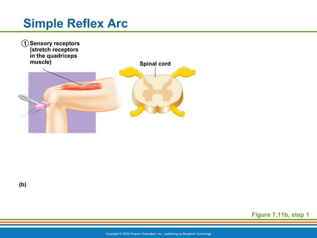 Ch7bppt nerve impulses and reflexes | PPT