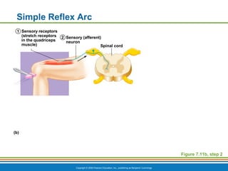 Ch7bppt nerve impulses and reflexes | PPT