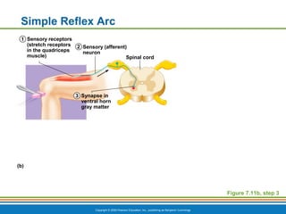 Ch7bppt nerve impulses and reflexes | PPT