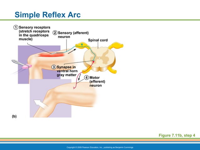 Ch7bppt nerve impulses and reflexes | PPT