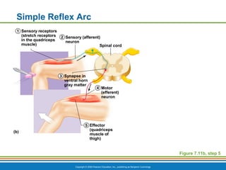 Ch7bppt nerve impulses and reflexes | PPT