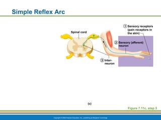 Ch7bppt nerve impulses and reflexes | PPT