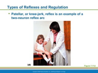 Ch7bppt nerve impulses and reflexes | PPT