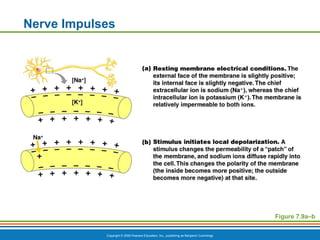 Ch7bppt nerve impulses and reflexes | PPT
