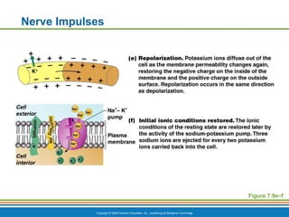 Ch7bppt nerve impulses and reflexes | PPT