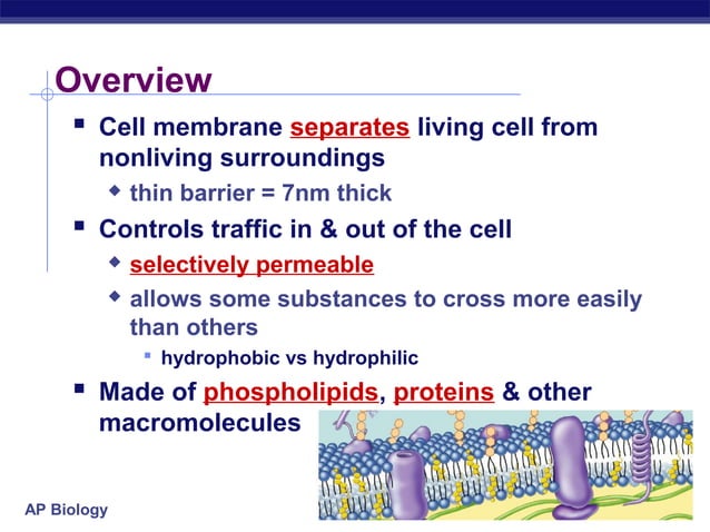 cell membrane | PPT