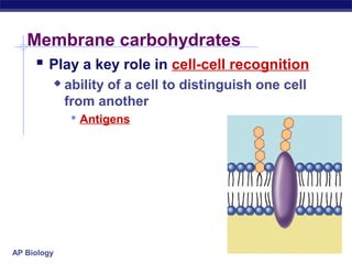 Cell Membrane Carbohydrates