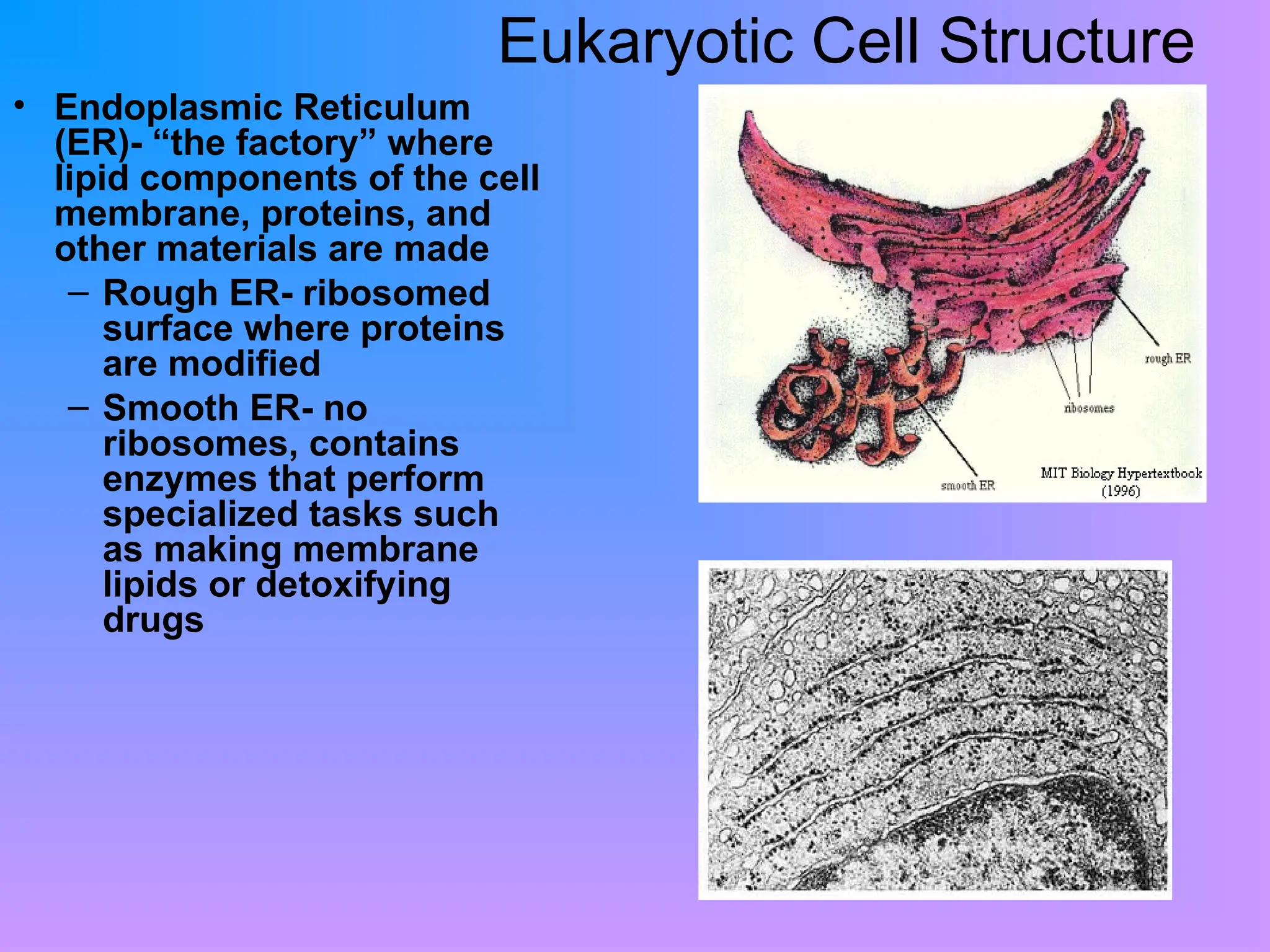 Ch 7 Cell Structure and Function jhgjhgjj.ppt