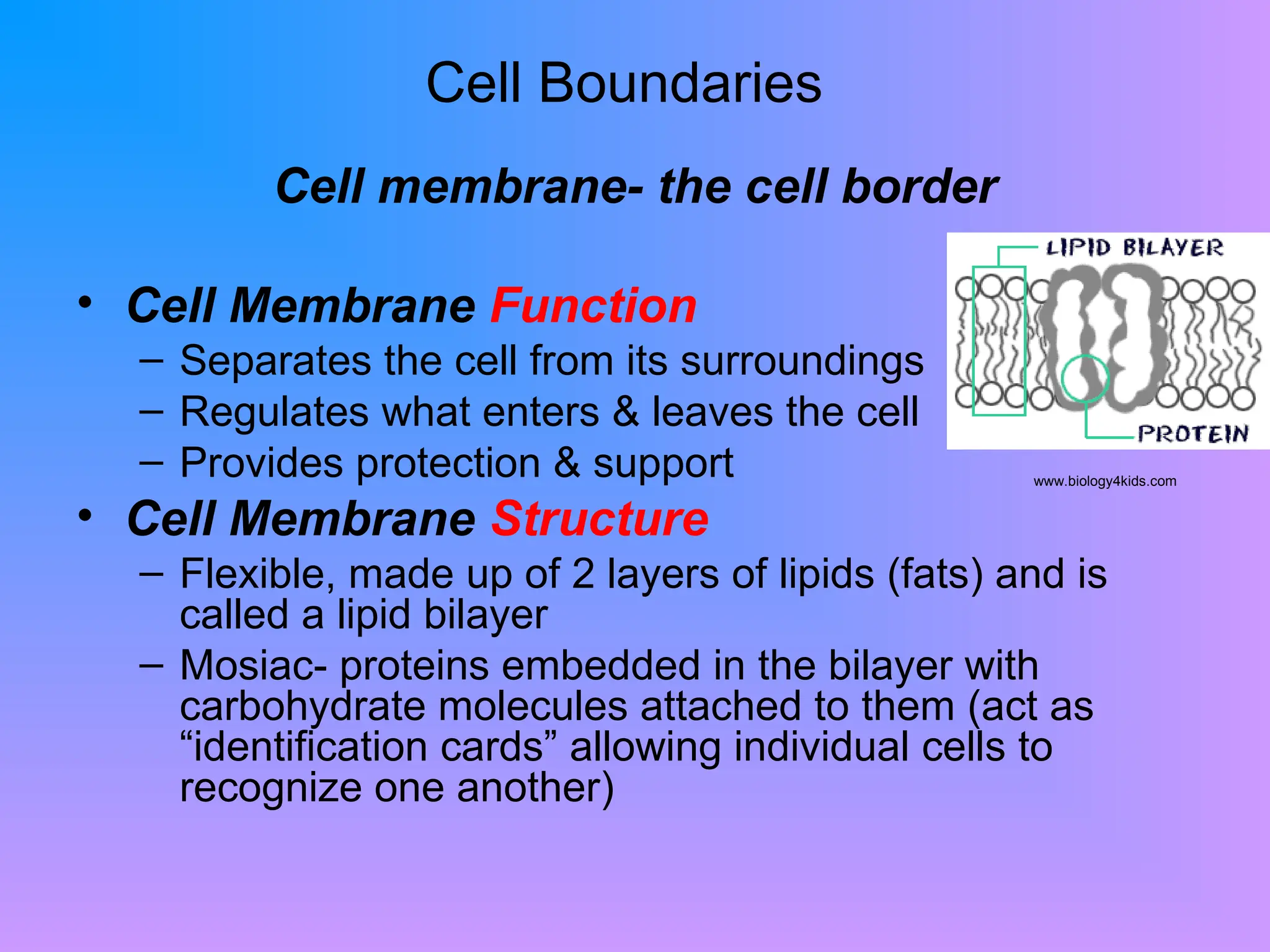 Ch 7 Cell Structure and Function jhgjhgjj.ppt