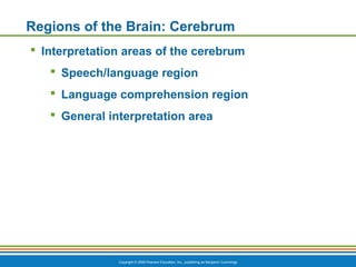 Ch7cppt brain | PPT