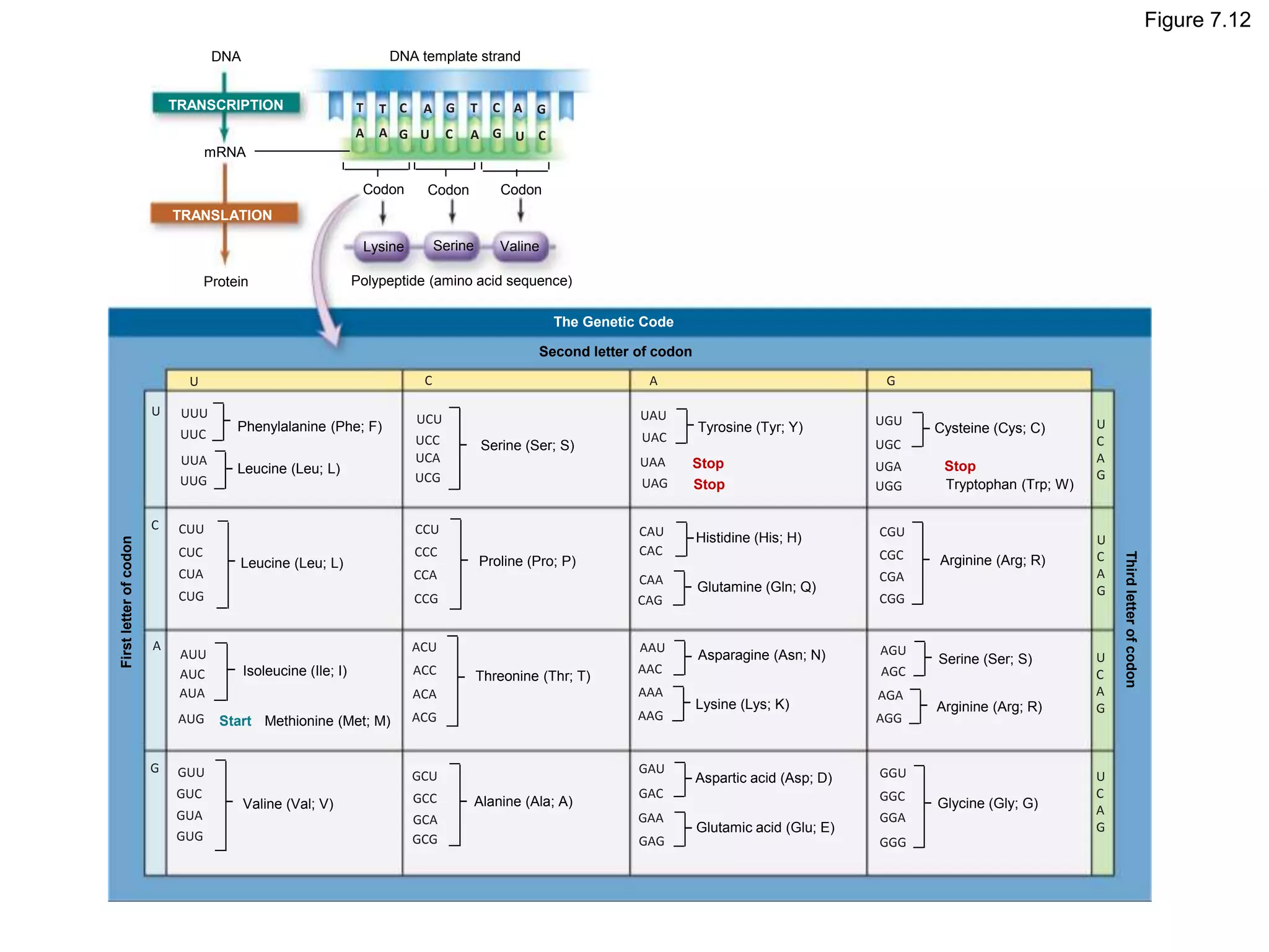 Ch 7 dna structure and function blank sp 2018 | PPTX