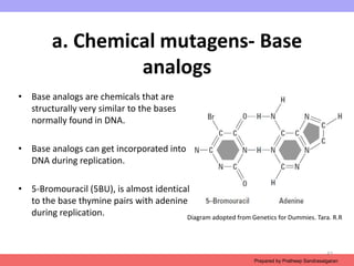 Ch7_Mutation- types and its effects.ppt