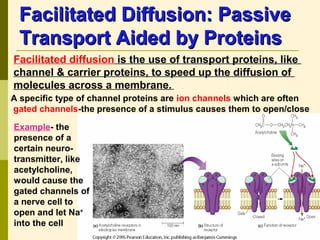 AP Bio Ch 7 ppt | PPT