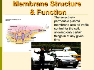 AP Bio Ch 7 ppt | PPT