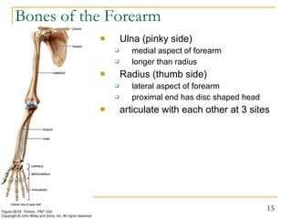 Ch 8 11 appendicular skeleton muscle | PPT