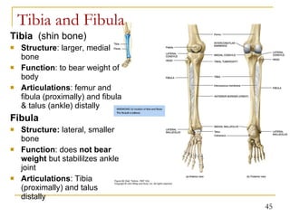Ch 8 11 appendicular skeleton muscle | PPT