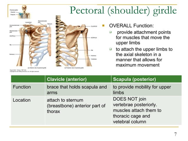 Ch 8 11 appendicular skeleton muscle | PPT