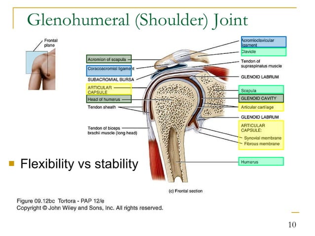 Ch 8 11 appendicular skeleton muscle