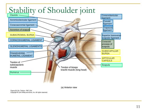 Ch 8 11 appendicular skeleton muscle