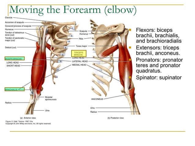 Ch 8 11 appendicular skeleton muscle