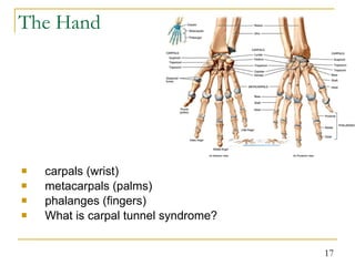 Ch 8 11 appendicular skeleton muscle | PPT