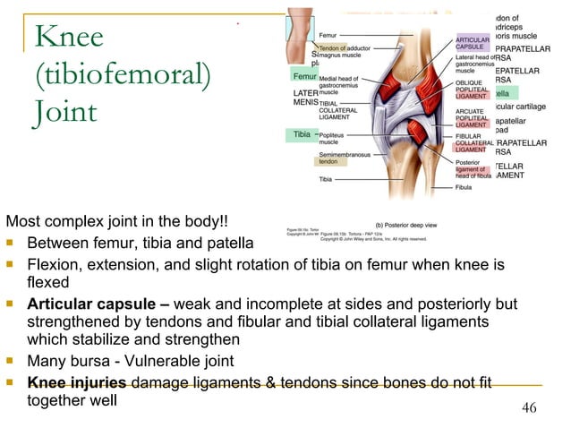 Ch 8 11 appendicular skeleton muscle