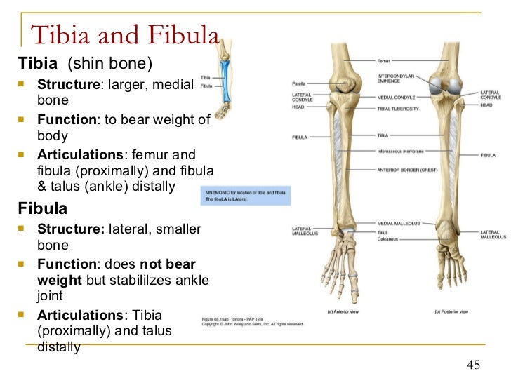 Ch 8 11 appendicular skeleton muscle
