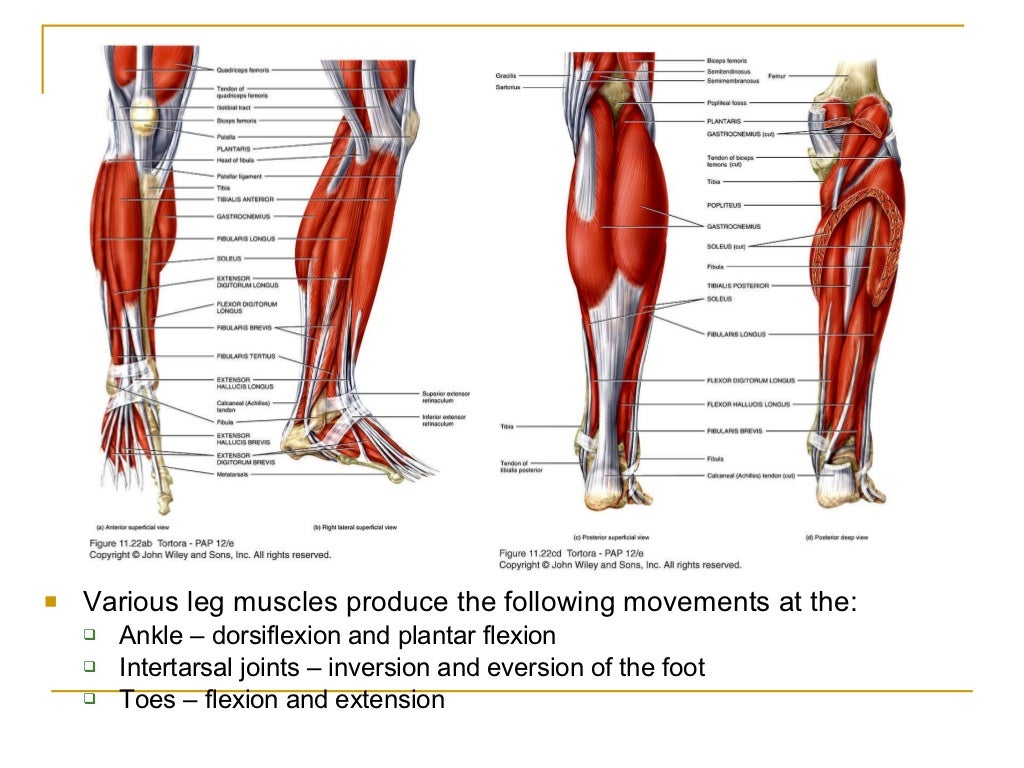 Ch 8 11 appendicular skeleton muscle