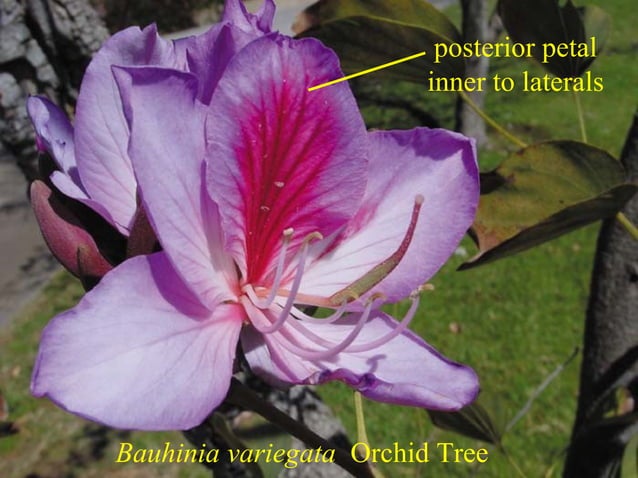 Botany Lecture Ch8bmodified | PPT