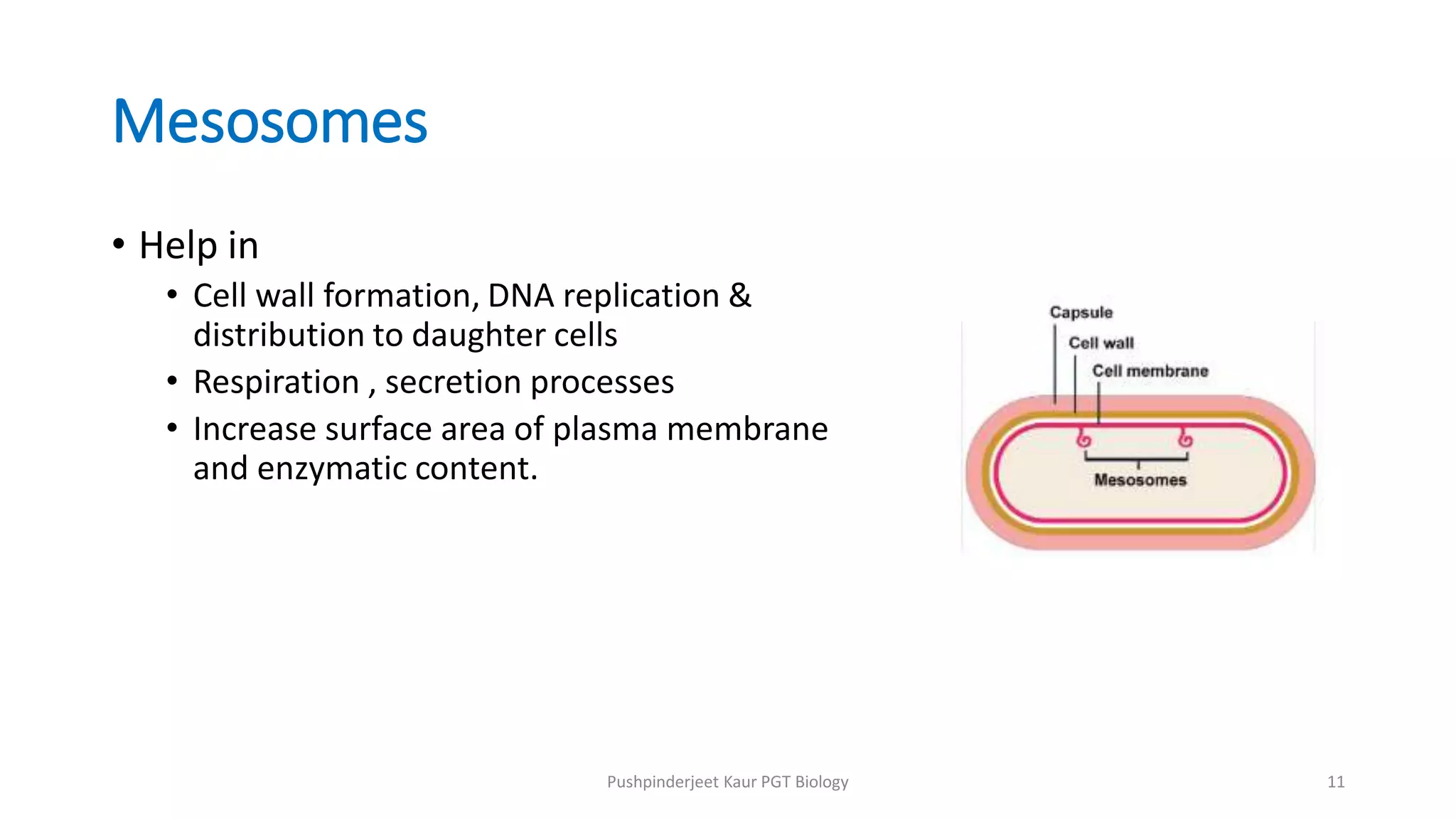 Ch 8 cell the unit of life class xi | PDF
