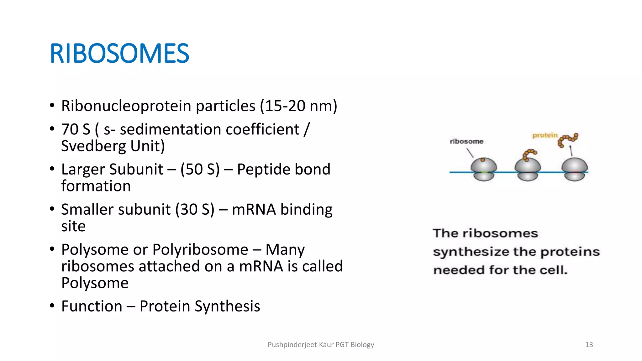 Ch 8 cell the unit of life class xi | PDF