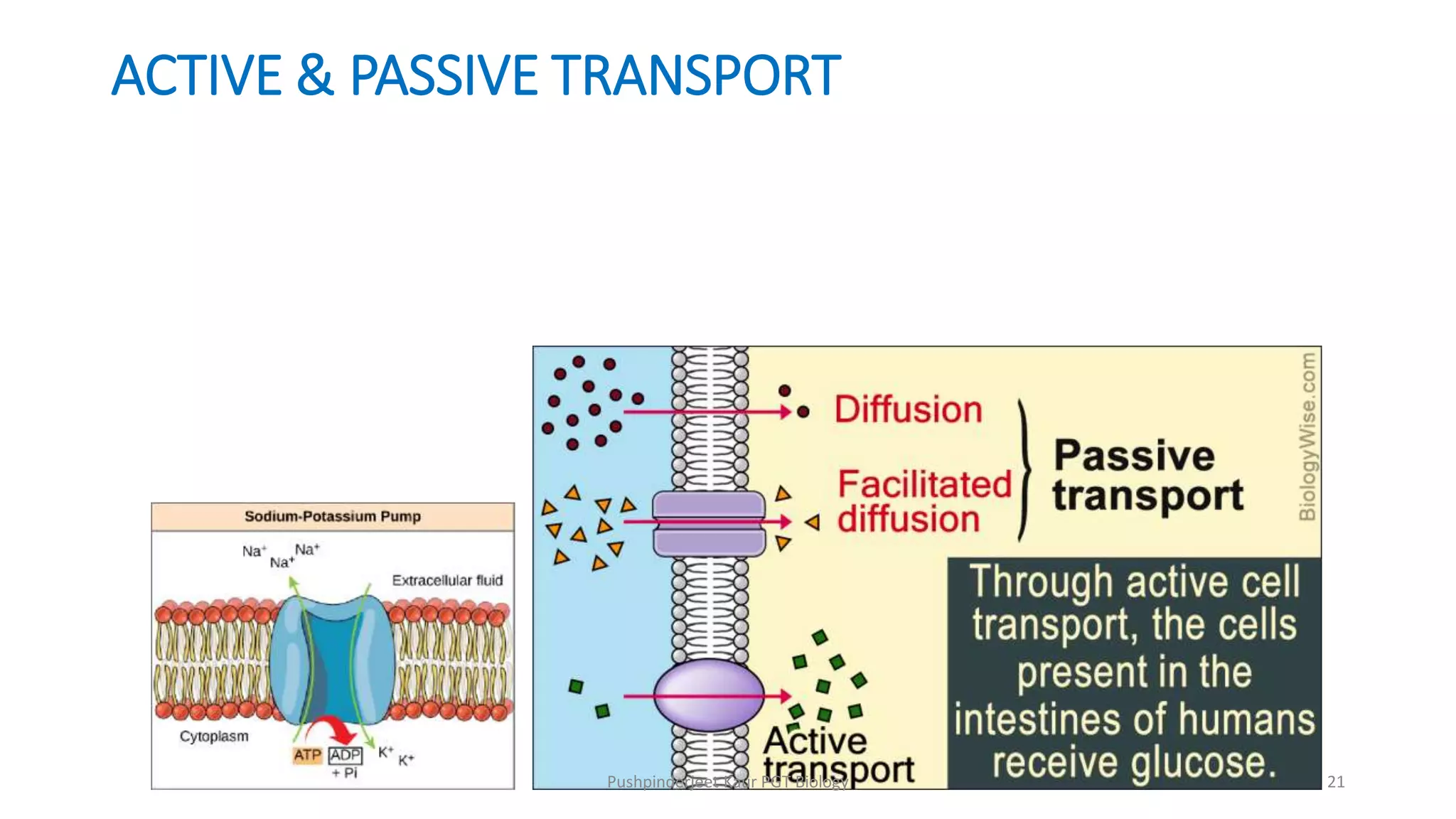 Ch 8 cell the unit of life class xi | PDF