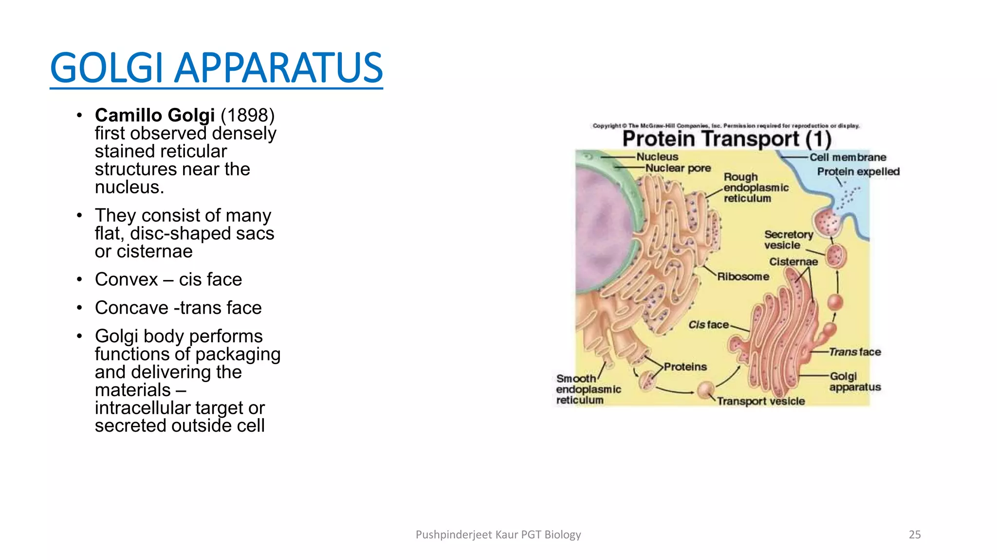 Ch 8 cell the unit of life class xi | PDF