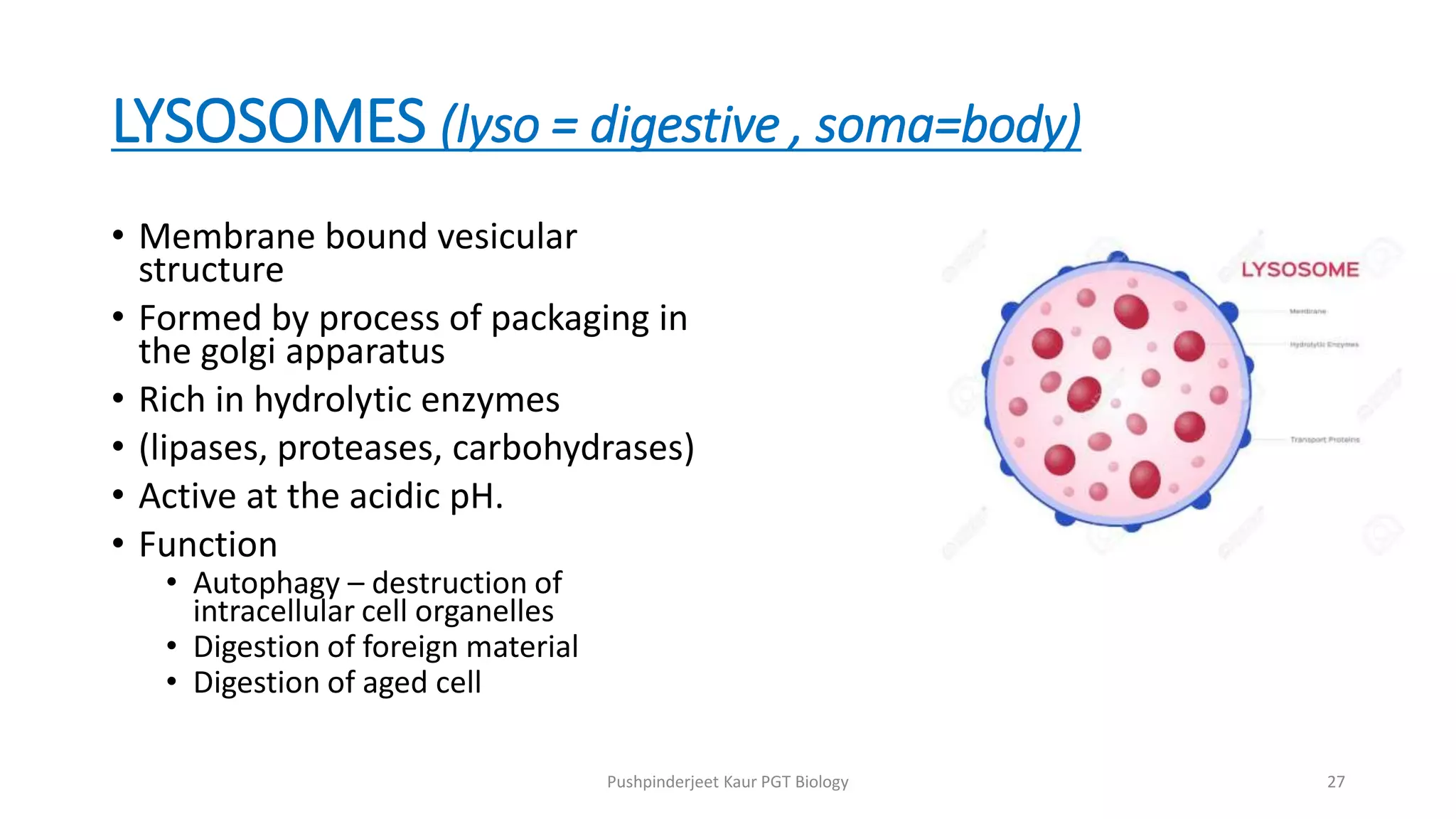 Ch 8 cell the unit of life class xi | PDF