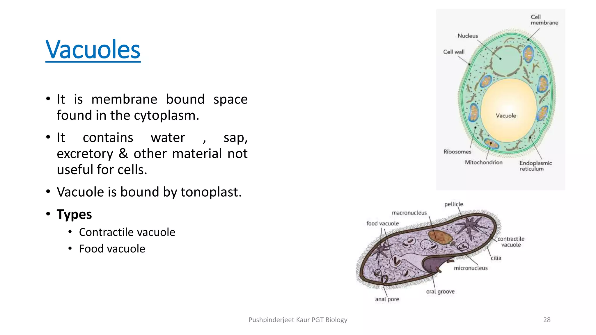 Ch 8 cell the unit of life class xi | PDF