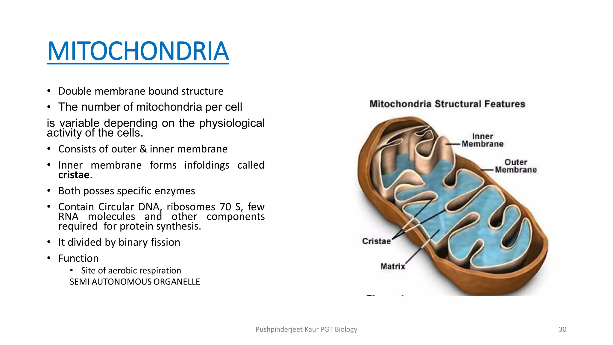Ch 8 cell the unit of life class xi | PDF