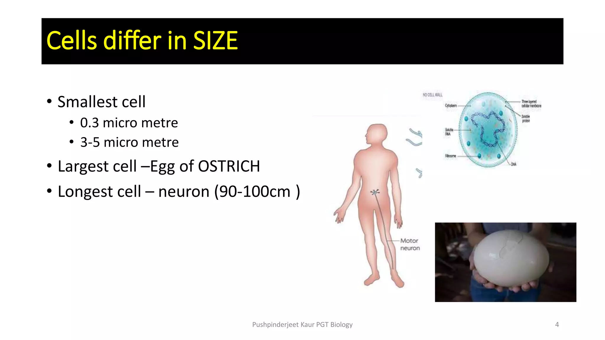 Ch 8 cell the unit of life class xi | PDF