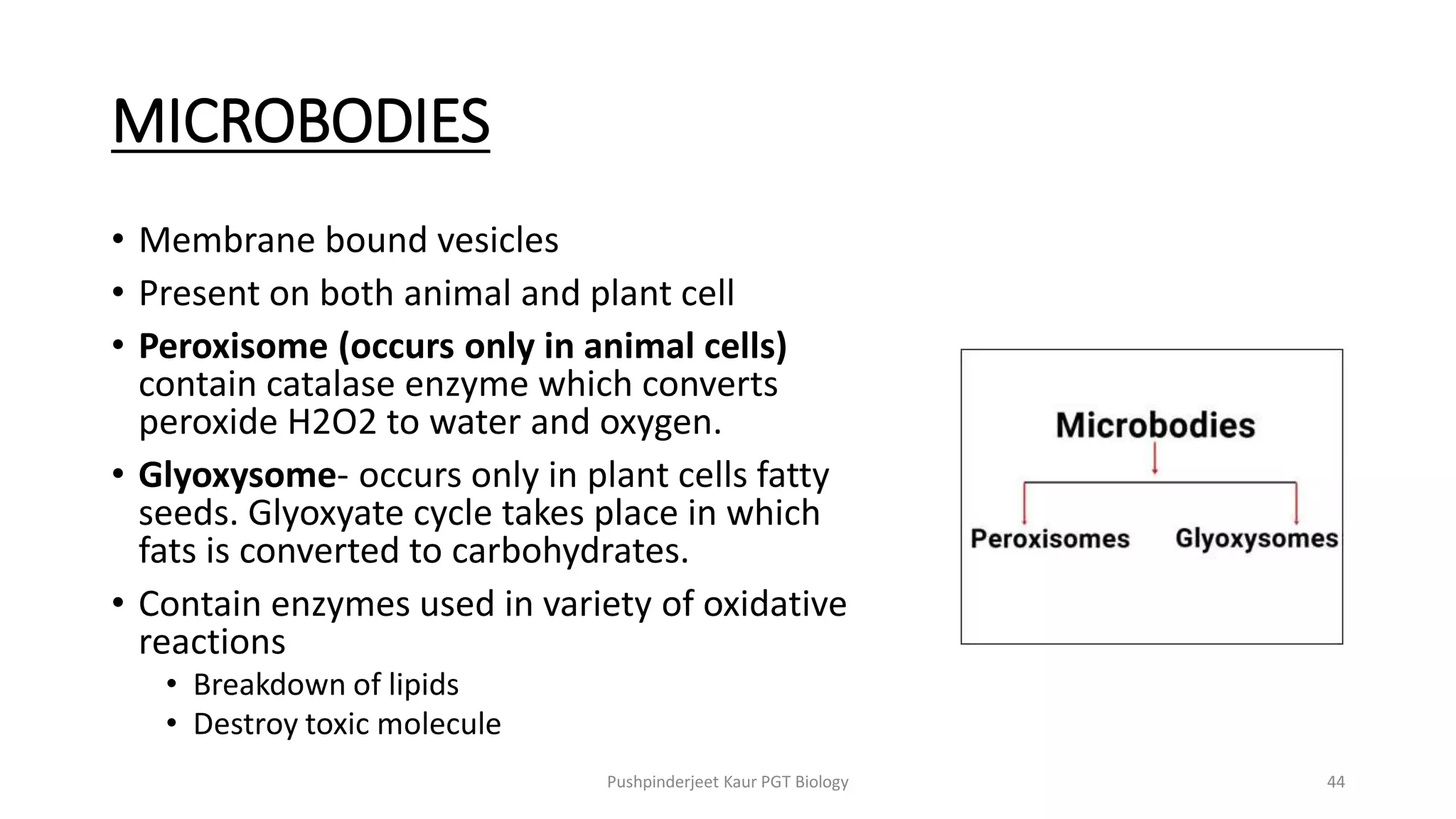 Ch 8 cell the unit of life class xi | PDF