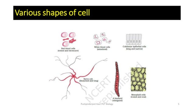 Ch 8 cell the unit of life class xi | PDF