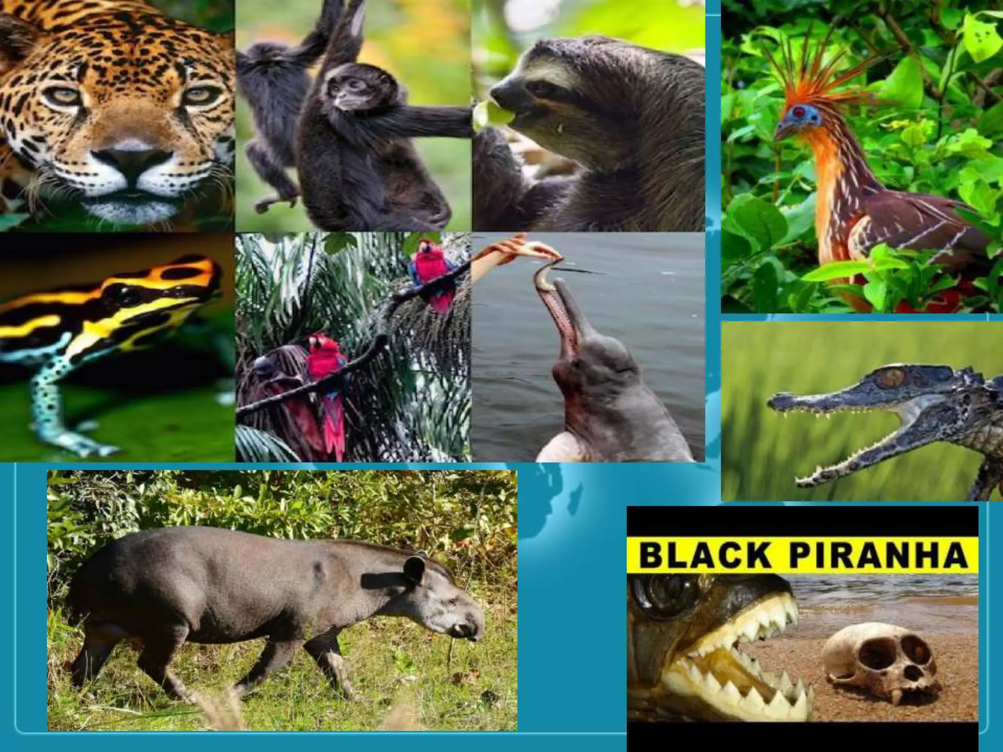 Ch 8 Human Environment Interactions The Tropical the Subtropical Region ...