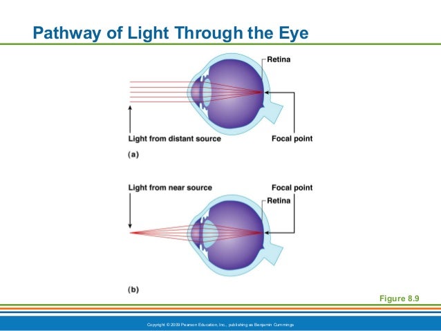 How Light Travels Through The Eye