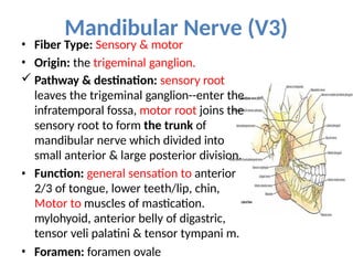 Ch8, The Cranial,m m,bkjbkjh Nerves.pptx