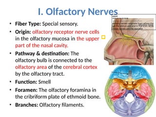 Ch8, The Cranianlnbkjohobkbl Nerves.pptx